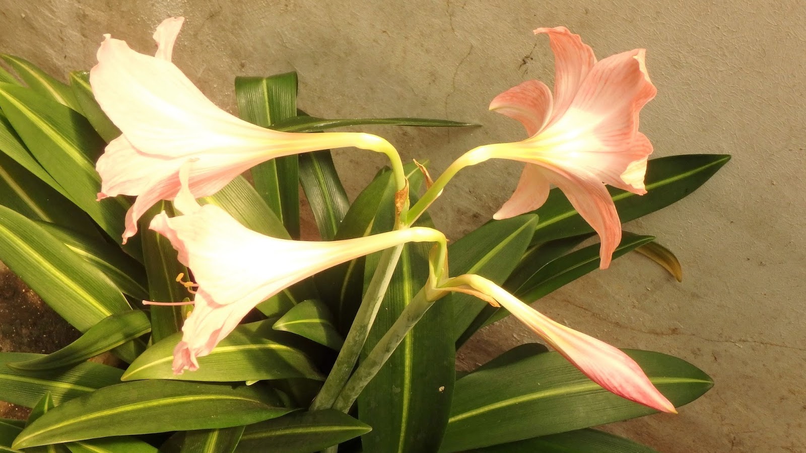 ~: Amaryllis Flowers Blooming