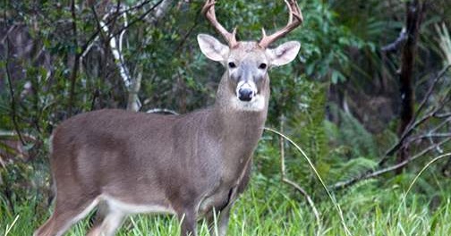 Oh Dear, What to do About the Blue Mountain Deer.