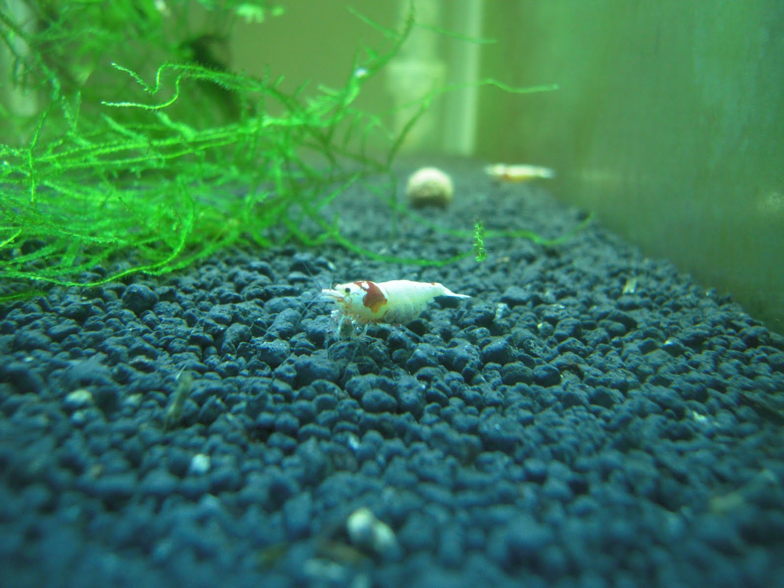 Crystal Red Shrimp: About Ebiten Pure Red Line