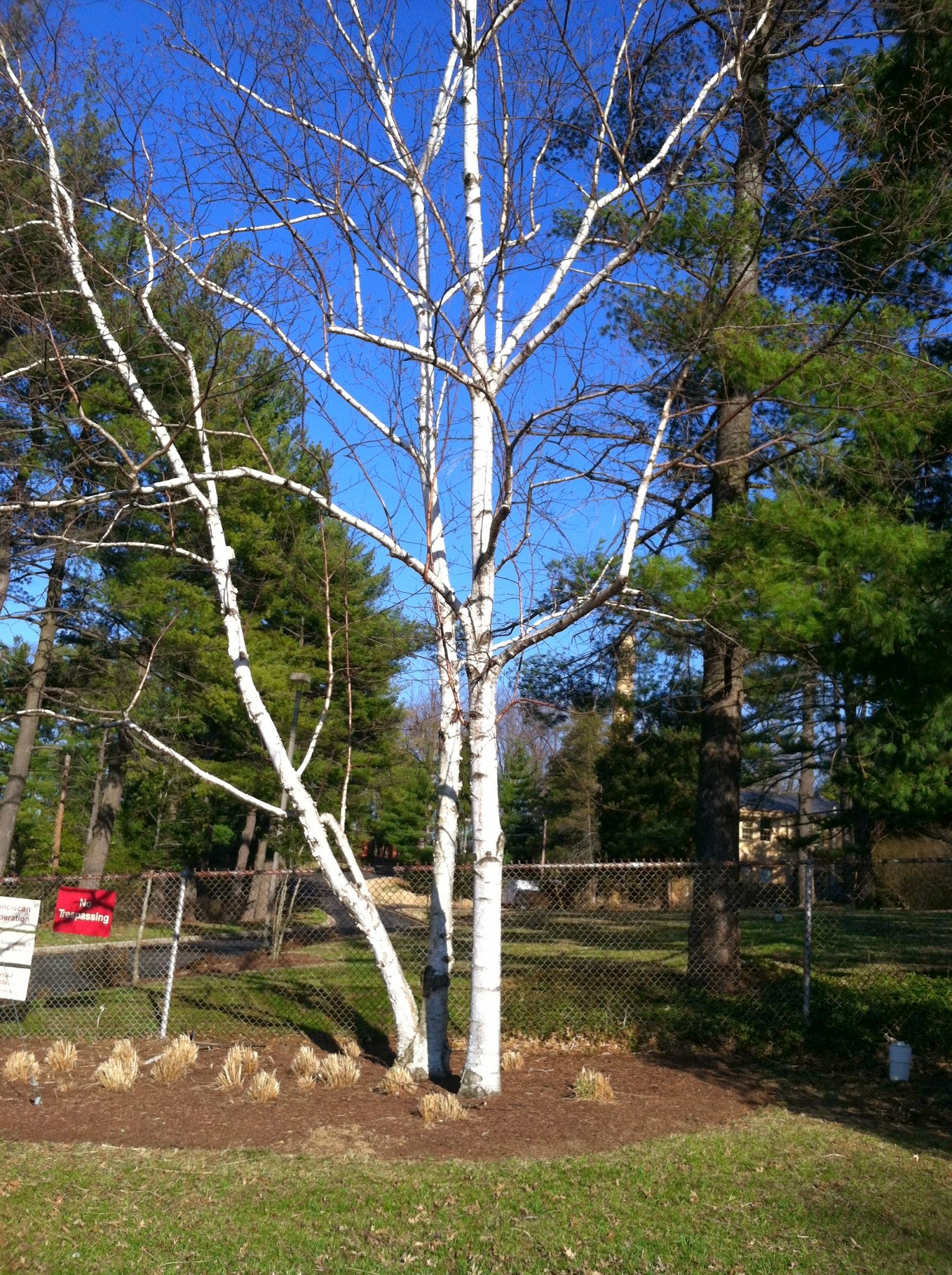 Washington DC Trees: The Scarlet Oak...in all her glory