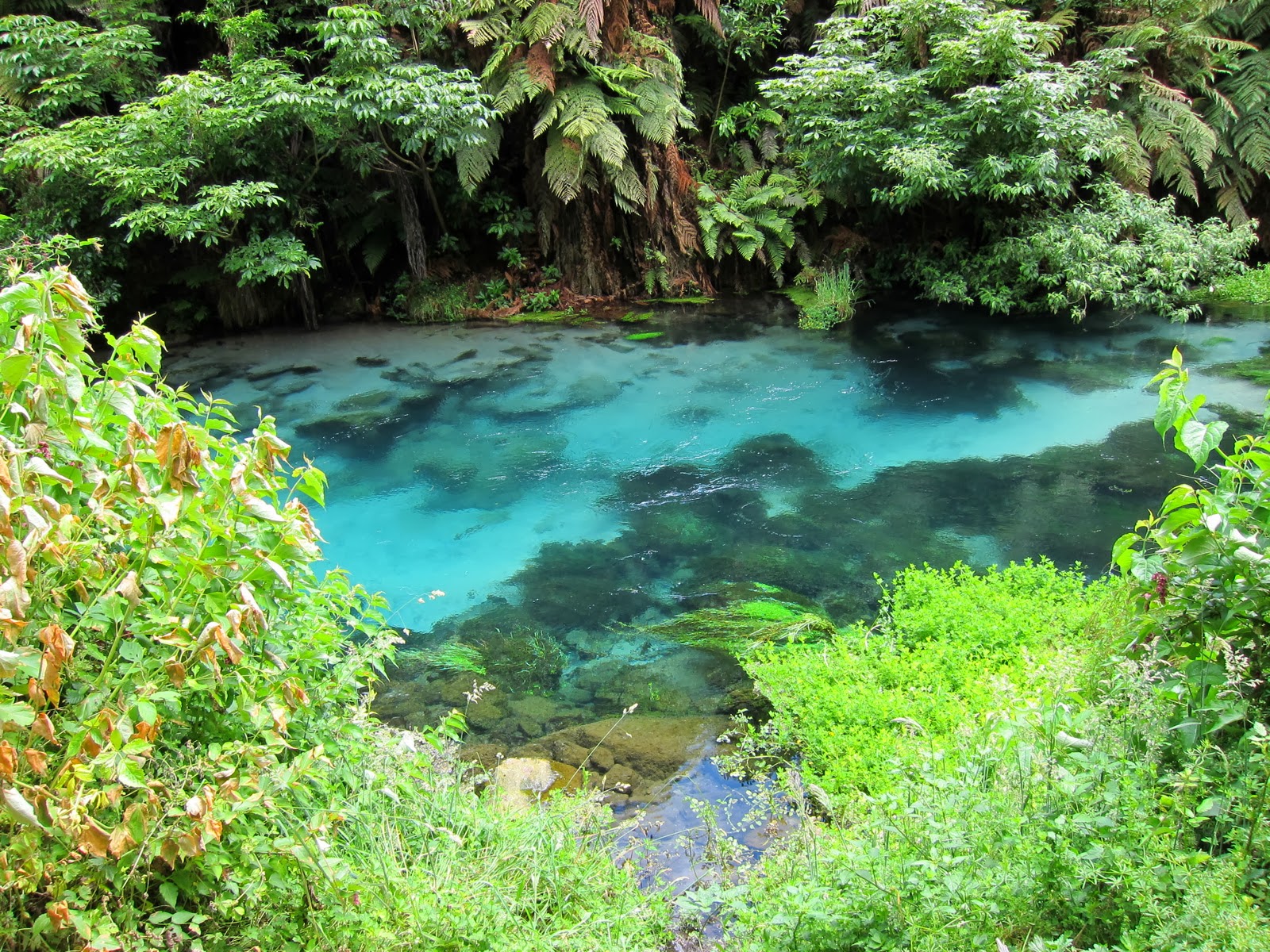 Walk to the Blue Spring: one of NZ's best kept secrets | the adventures ...
