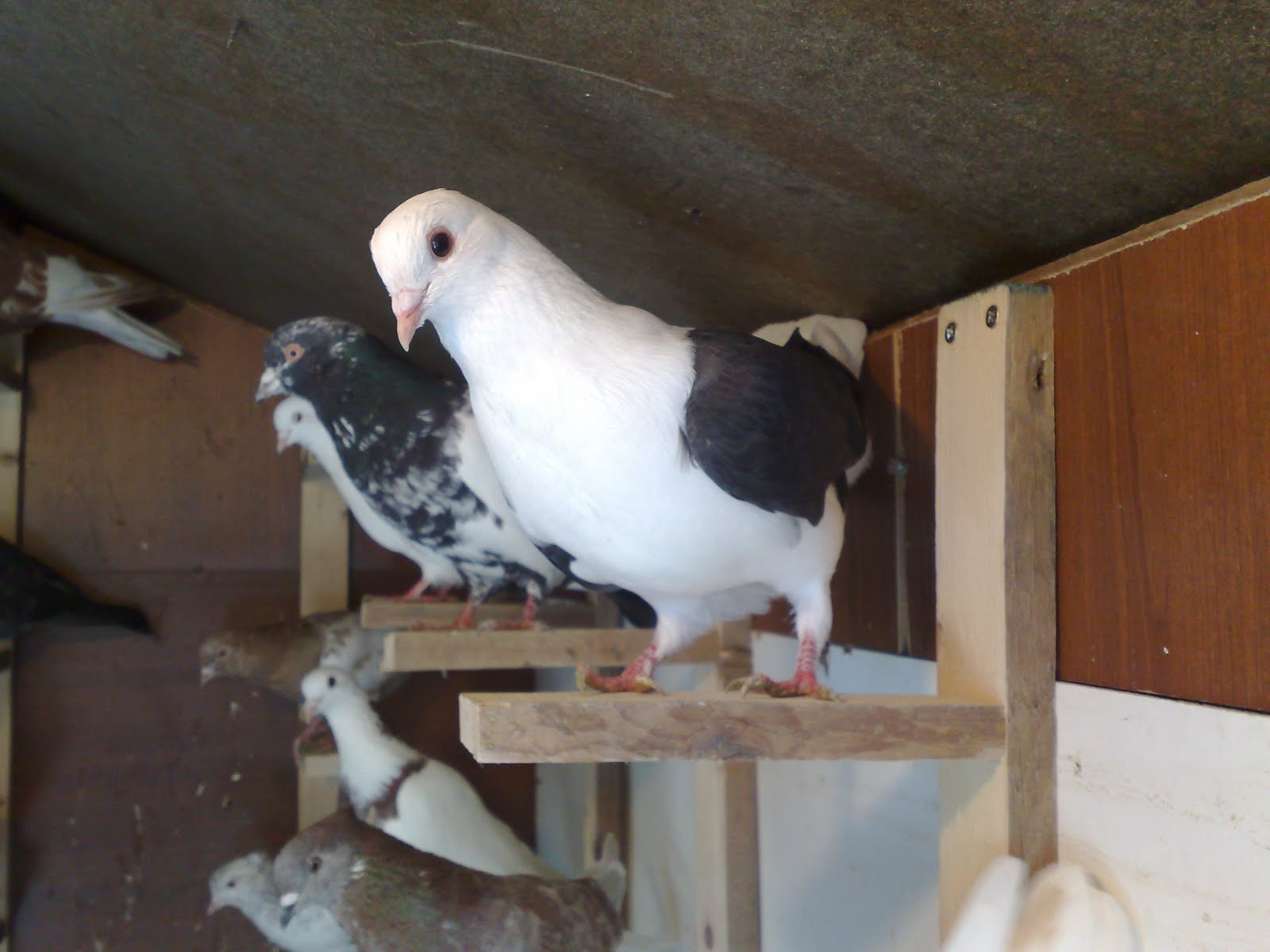 Rezas Iranian Pigeons