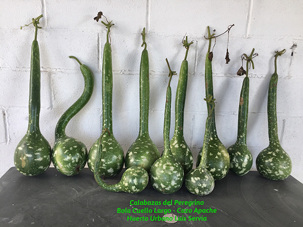 Huerto Urbano Luis Servia Borgas: CALABAZAS DEL PEREGRINO BOLA CON ...