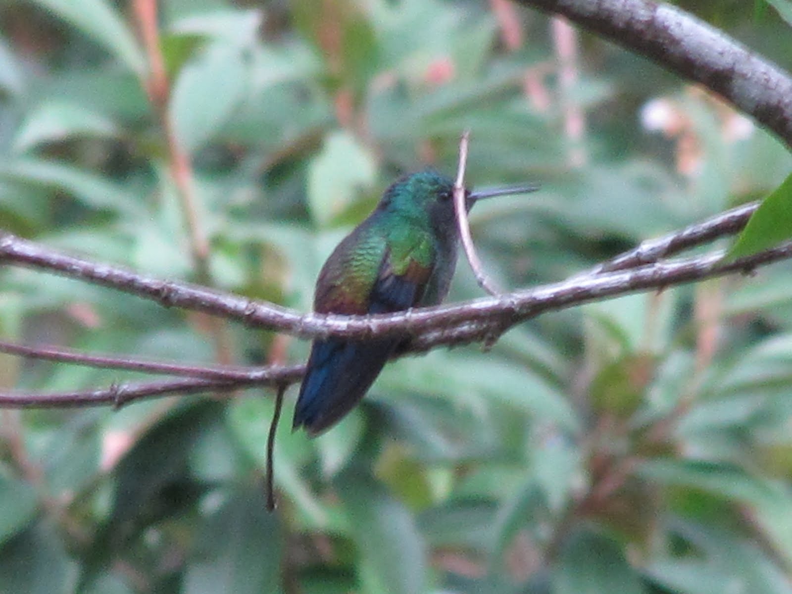 Birders Without Borders: Steely-vented Hummingird