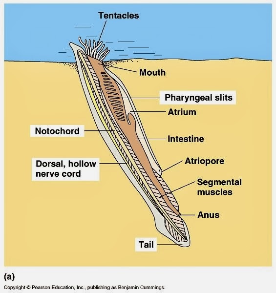 Hong Kong Countryside Watch: Development at Pak Lap threatens Hong Kong ...
