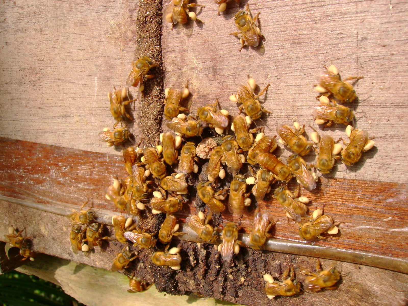 Abelha de Ouro: Uruçu Amarela (M. rufiventris mondory)