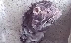 What Is Shower Rat? This Video Of A Rodent Bathing Like A Human - Tin ...
