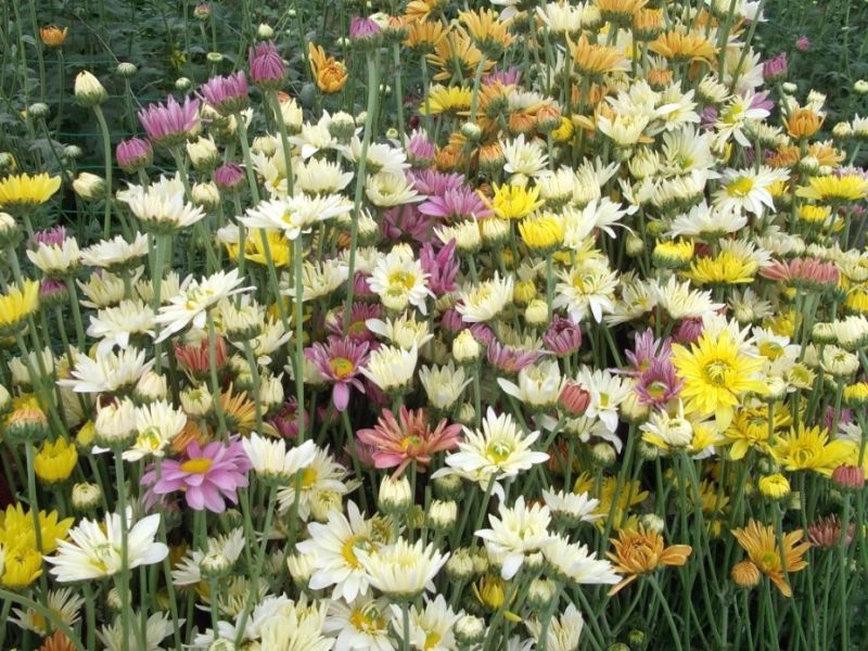 El cuexcomate: El cultivo de crisantemo