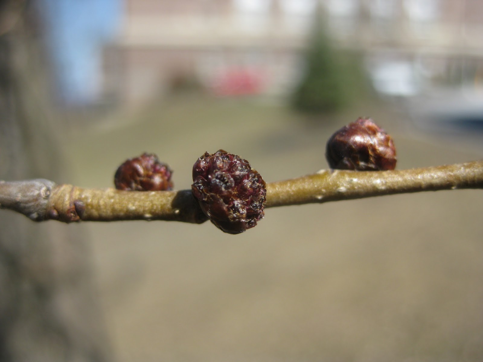 Trees: Tree with round brown buds