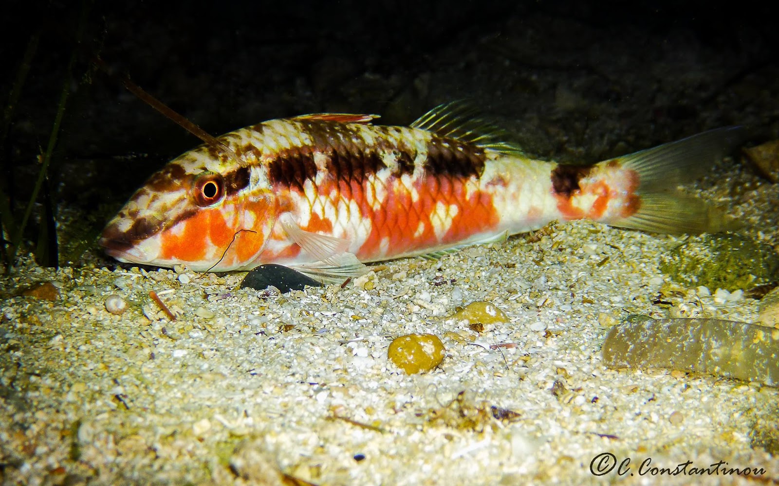 Biodiversity of Cyprus by NGO Protection of the Natural Heritage and ...