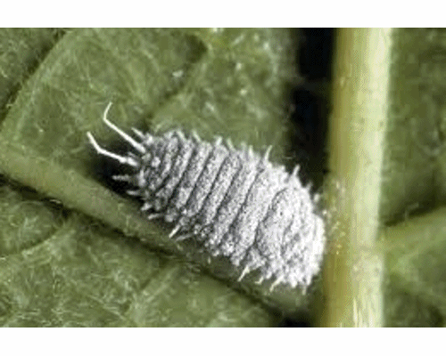 Cara Membasmi Hama Kutu Putih Pada Tanaman | Pakar Bonsai