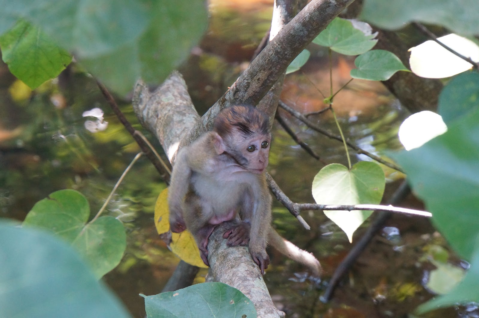 Malaisie - jour 12 : Tioman - Jungle trek vers Juara