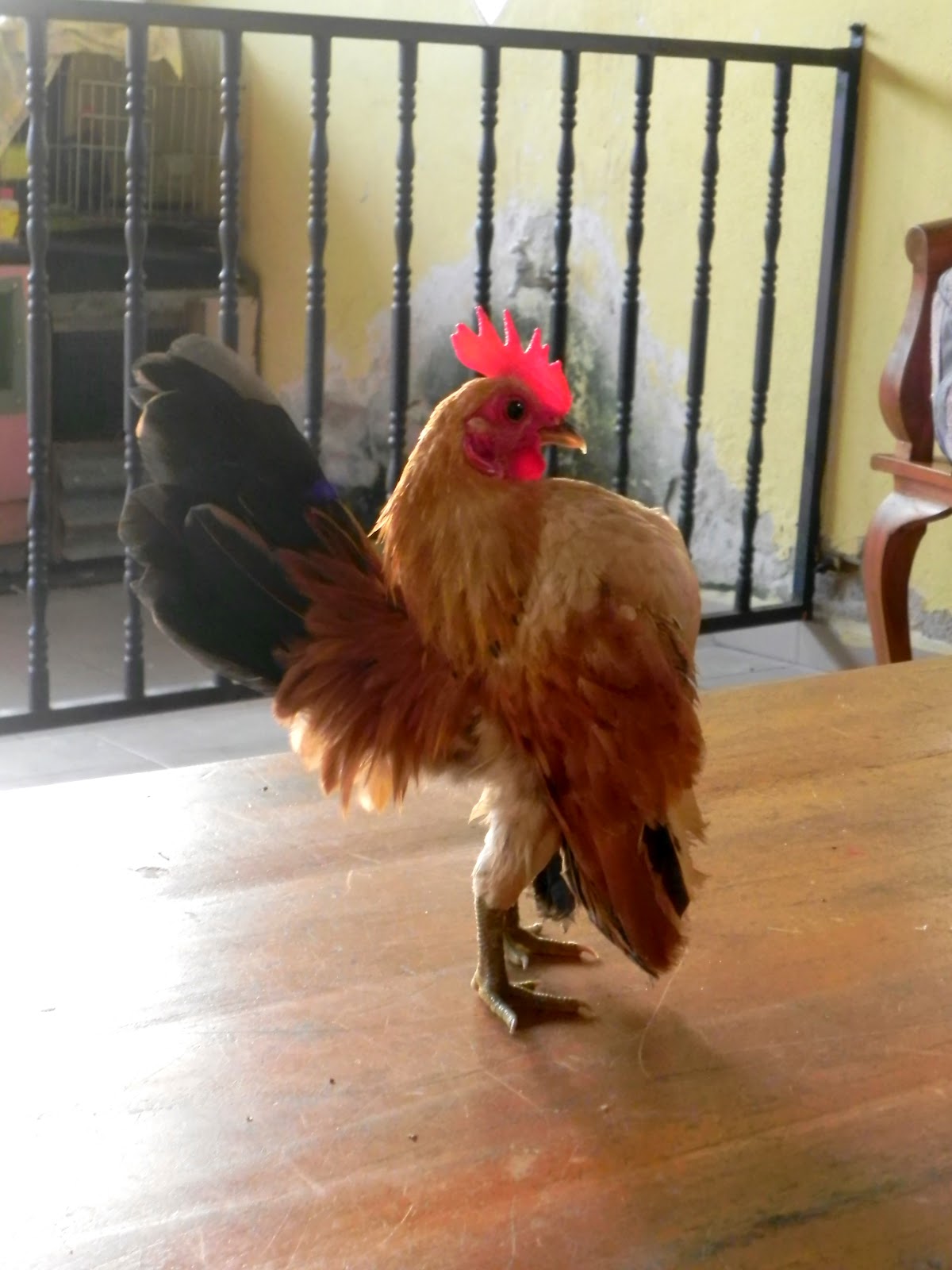 Telok Mas Serama Farm: Male Serama in our farm..