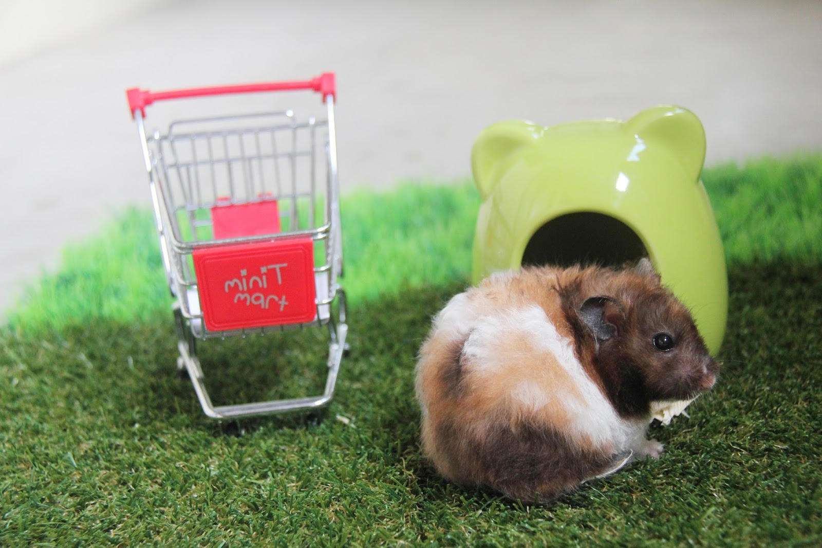 Natural PawPals: Two Gorgeous Calico Syrian Hamsters