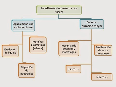 Inflamación y La Descripción de cada una de las etapas. : abril 2015