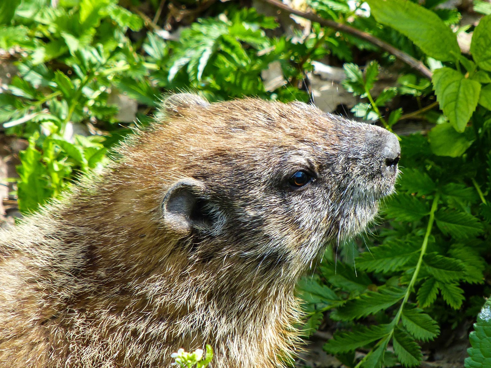 Gale's Photo and Birding Blog: Marmota monax