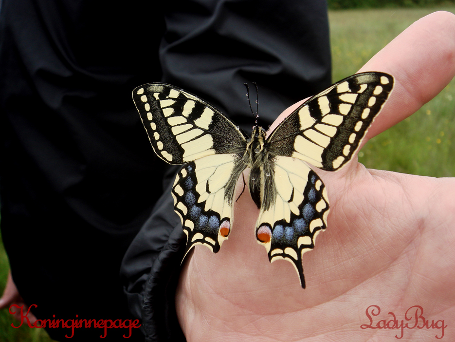 LadyBug: Top 5 mooiste insecten