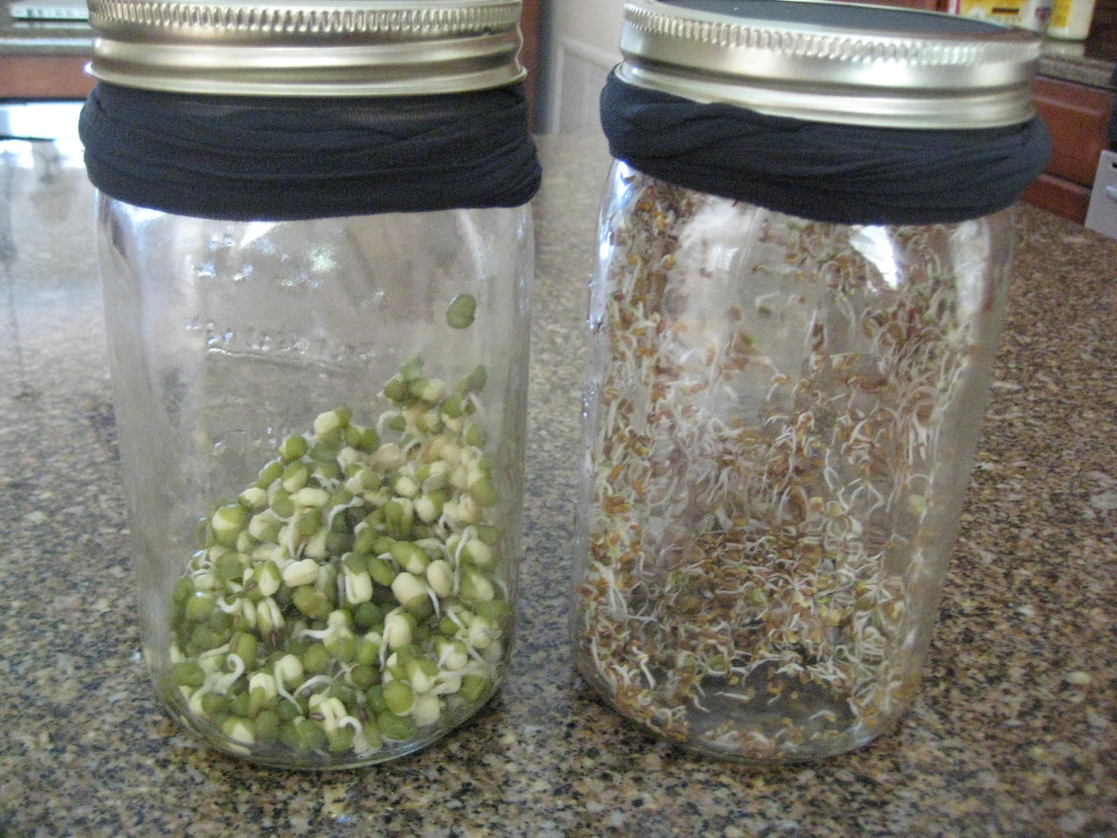Creative Party Ideas by Cheryl: Growing sprouts from a Jar