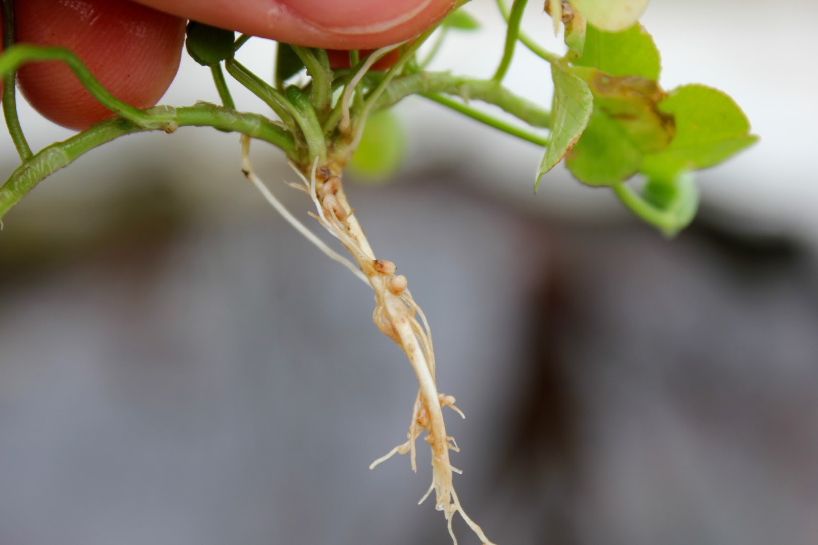 Biological Thinking: Looking Over Clover