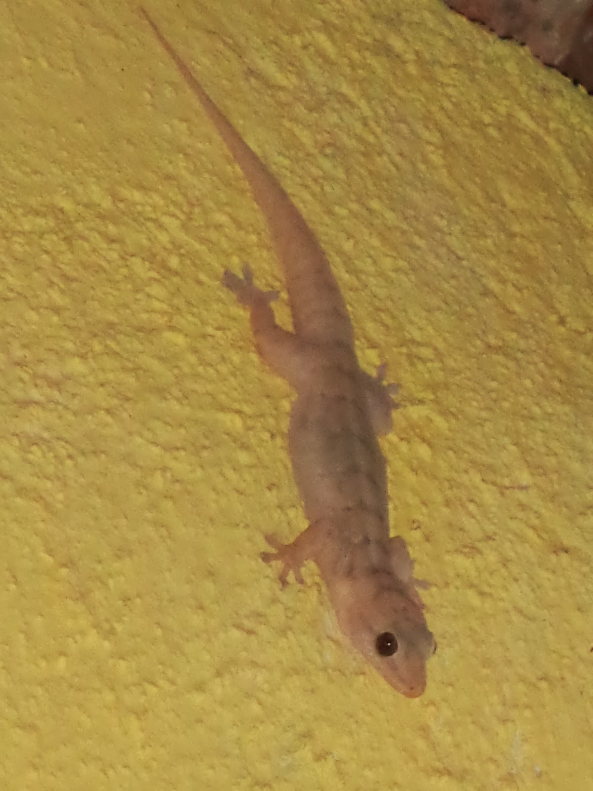 Sítio Dona Lô: FAUNA: LAGARTIXA E BRIBA