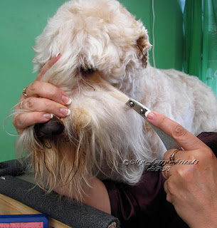 Pet Grooming: The Good, The Bad, & The Furry: Using a Mat Splitter to ...