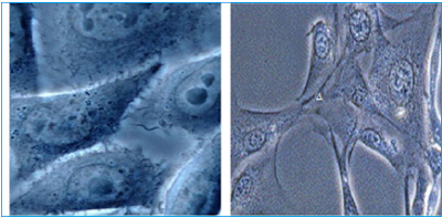 Les différents types des microscopes - Optique, Photonique ...