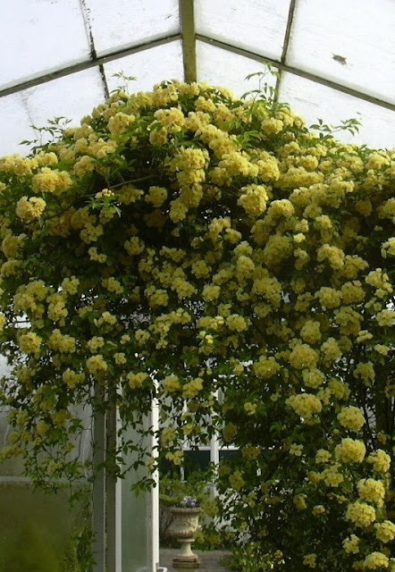 Het Bloeiende Buitenleven: DE EERSTE ROZEN (in mijn kas)