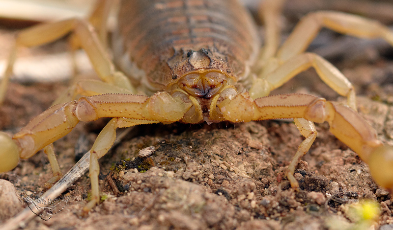 Salva Recio "Mis macros y Paisajes": alacran o Escorpión