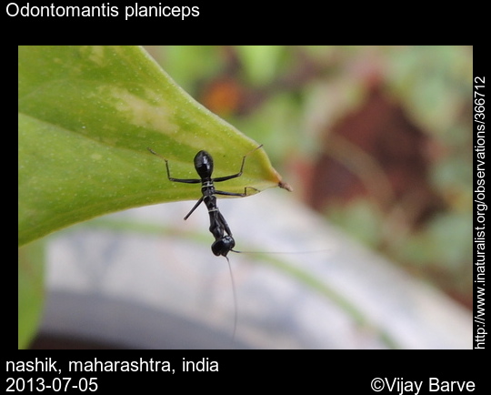 My Encounters with Nature: Asian ant mantis (Odontomantis planiceps)