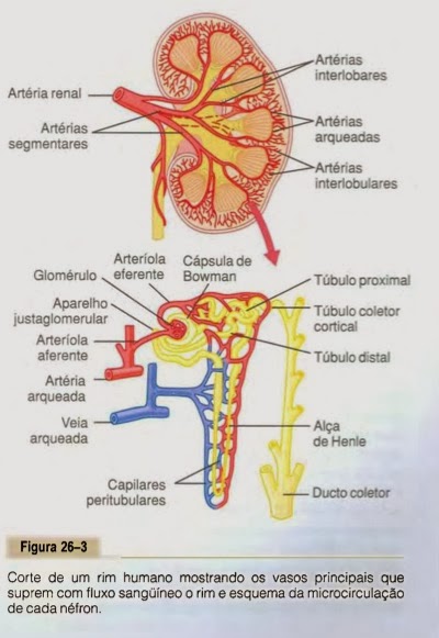 Fisioterapia: Fisiologia Renal