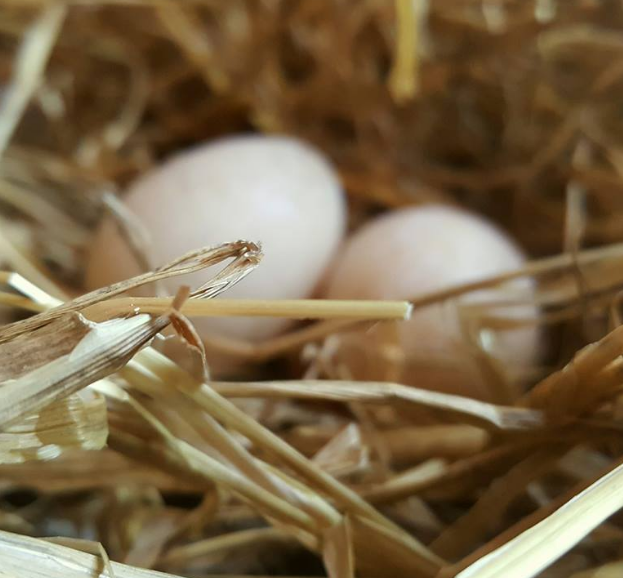 The Egg Float Test for Freshness - Fresh Eggs Daily® with Lisa Steele