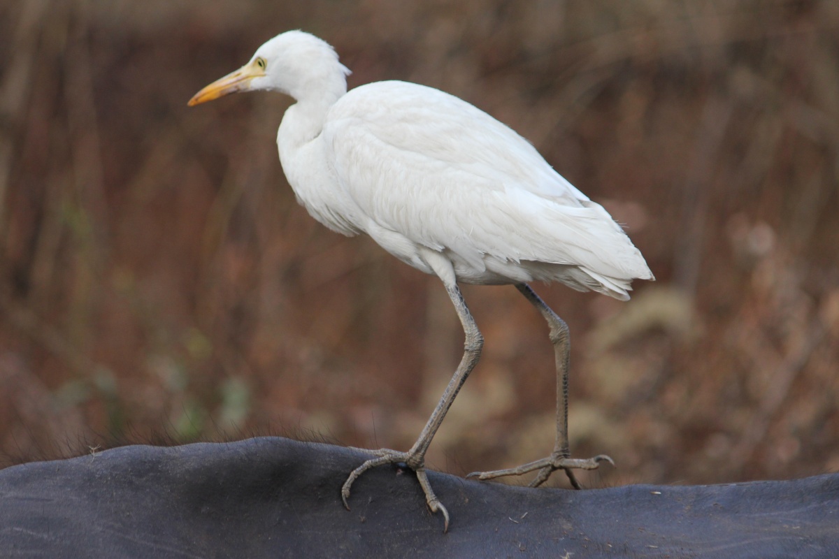 Life at Dharwad: ಕೊಕ್ಕರೆ ~ Indian Crane