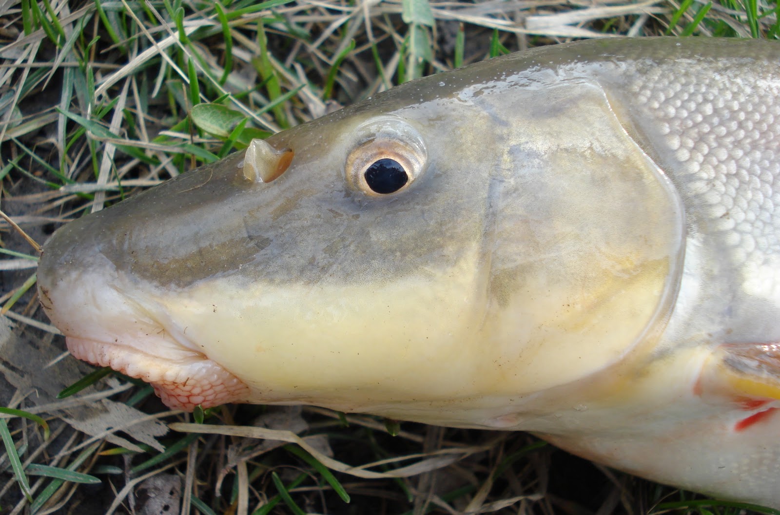 Ben Cantrell's fish species blog: Longnose sucker spawning run