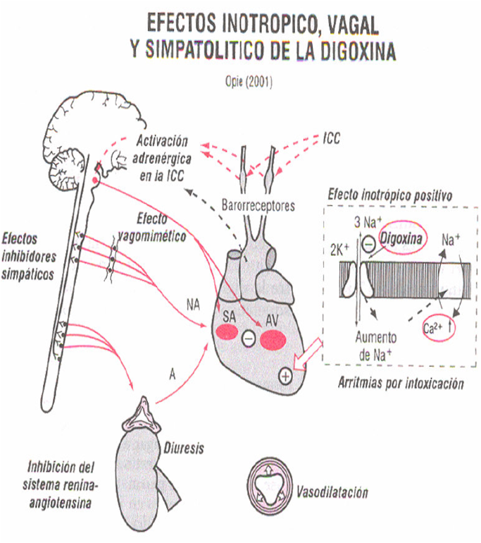 Farmacología: Fármacos Inotrópicos Positivos