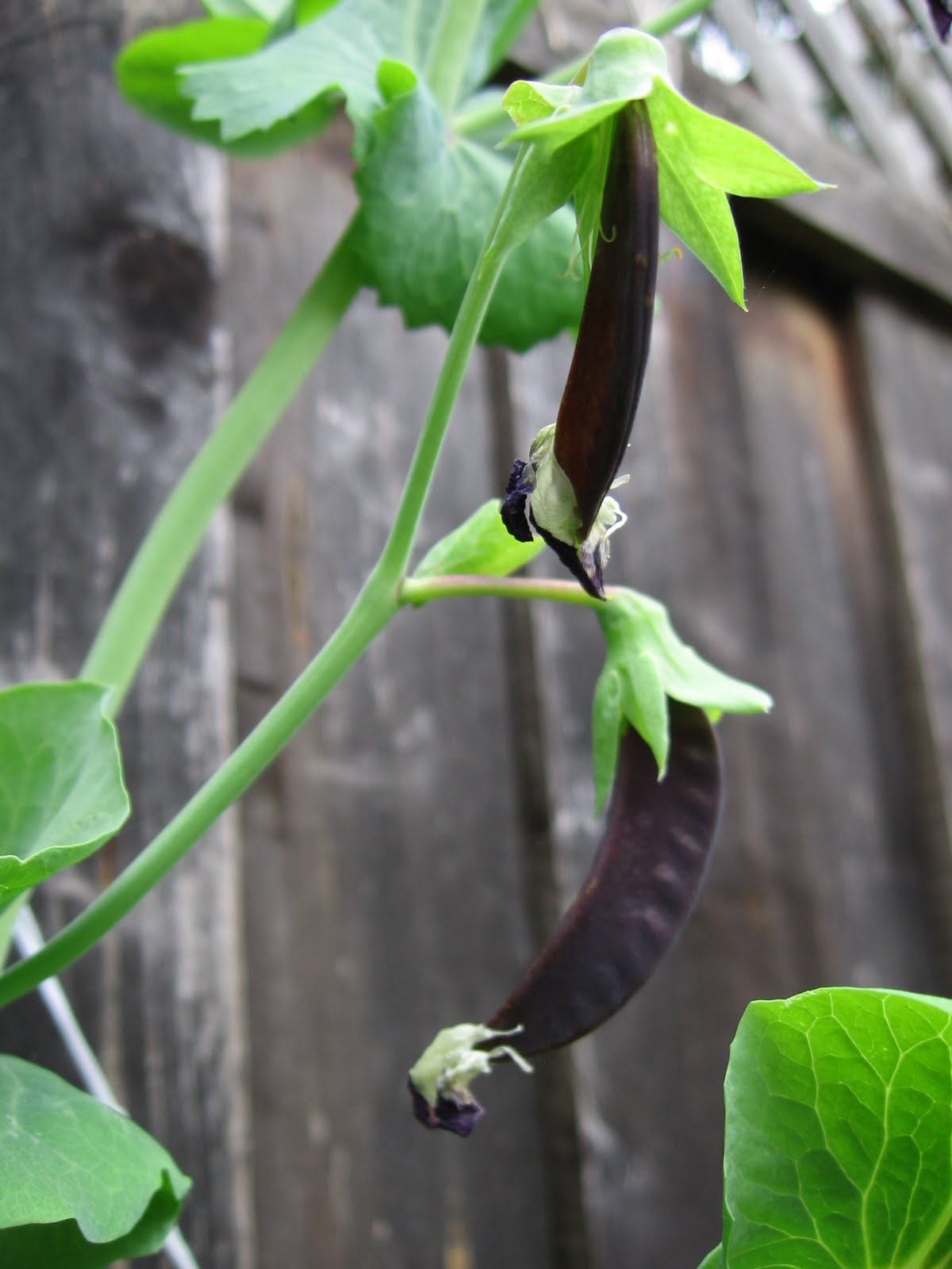 BB's Bountiful Backyard: People Who Stare at Pea Vines