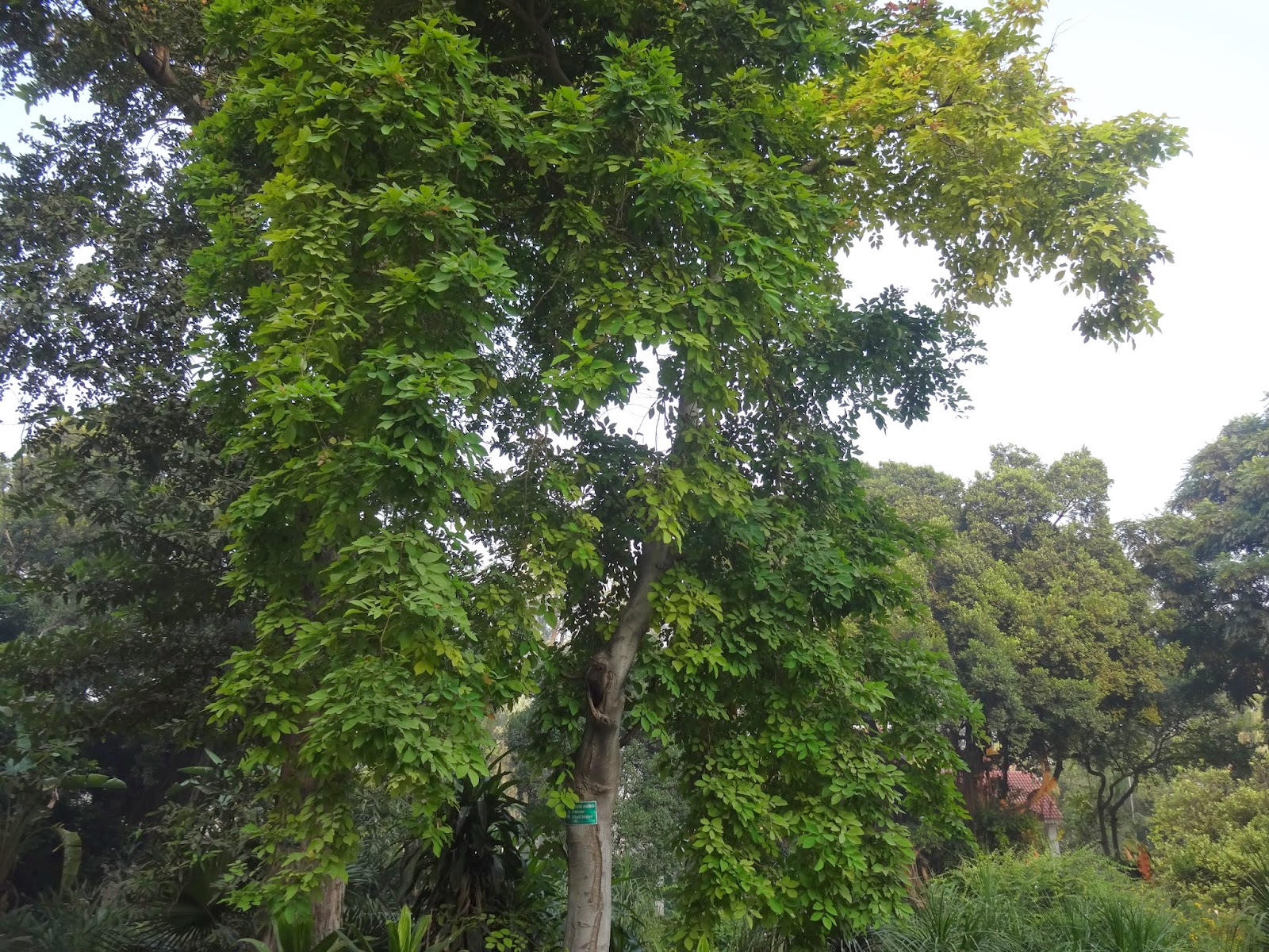 Plants of Lahore - Pakistan: Millettia- Villayti Shishum- Lilac profile