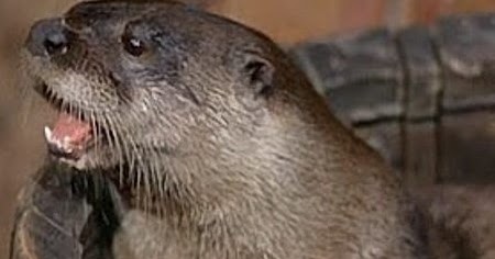 Classic Film and TV Café: Ring of Bright Water: An Otter Delight