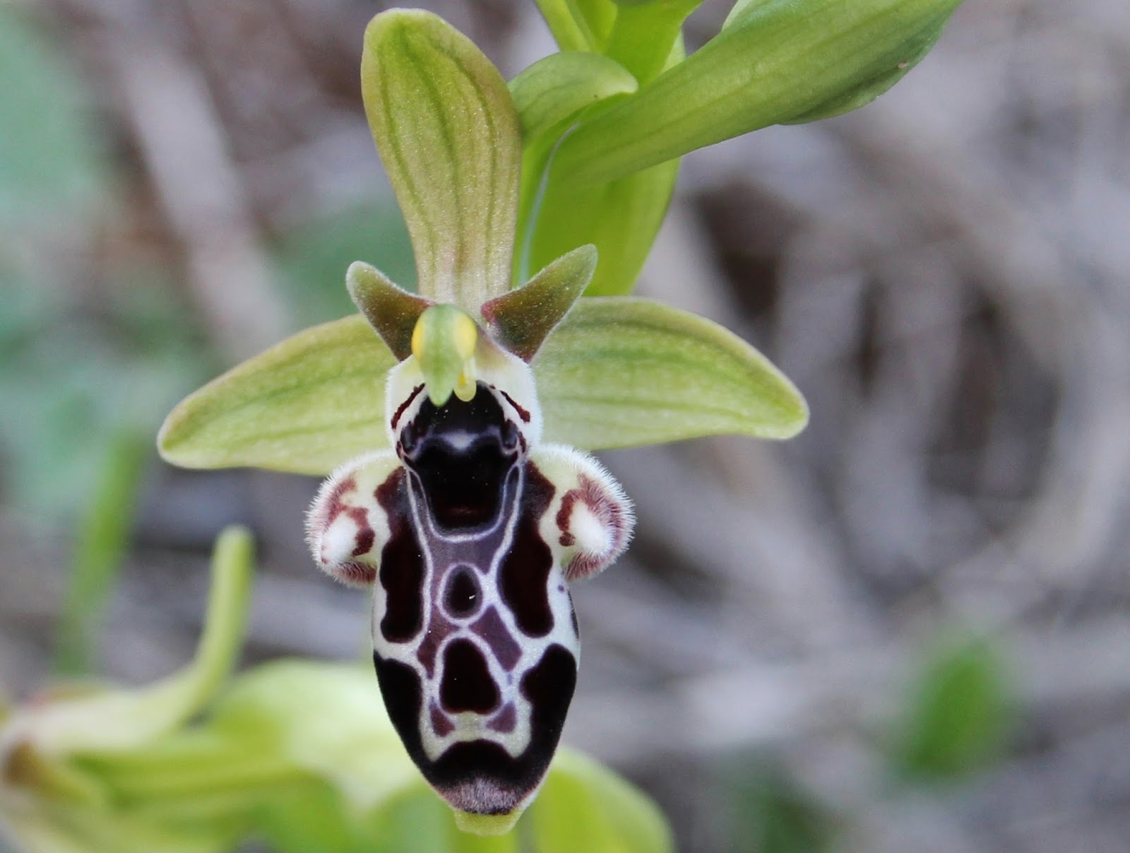Biodiversity of Cyprus by NGO Protection of the Natural Heritage and ...