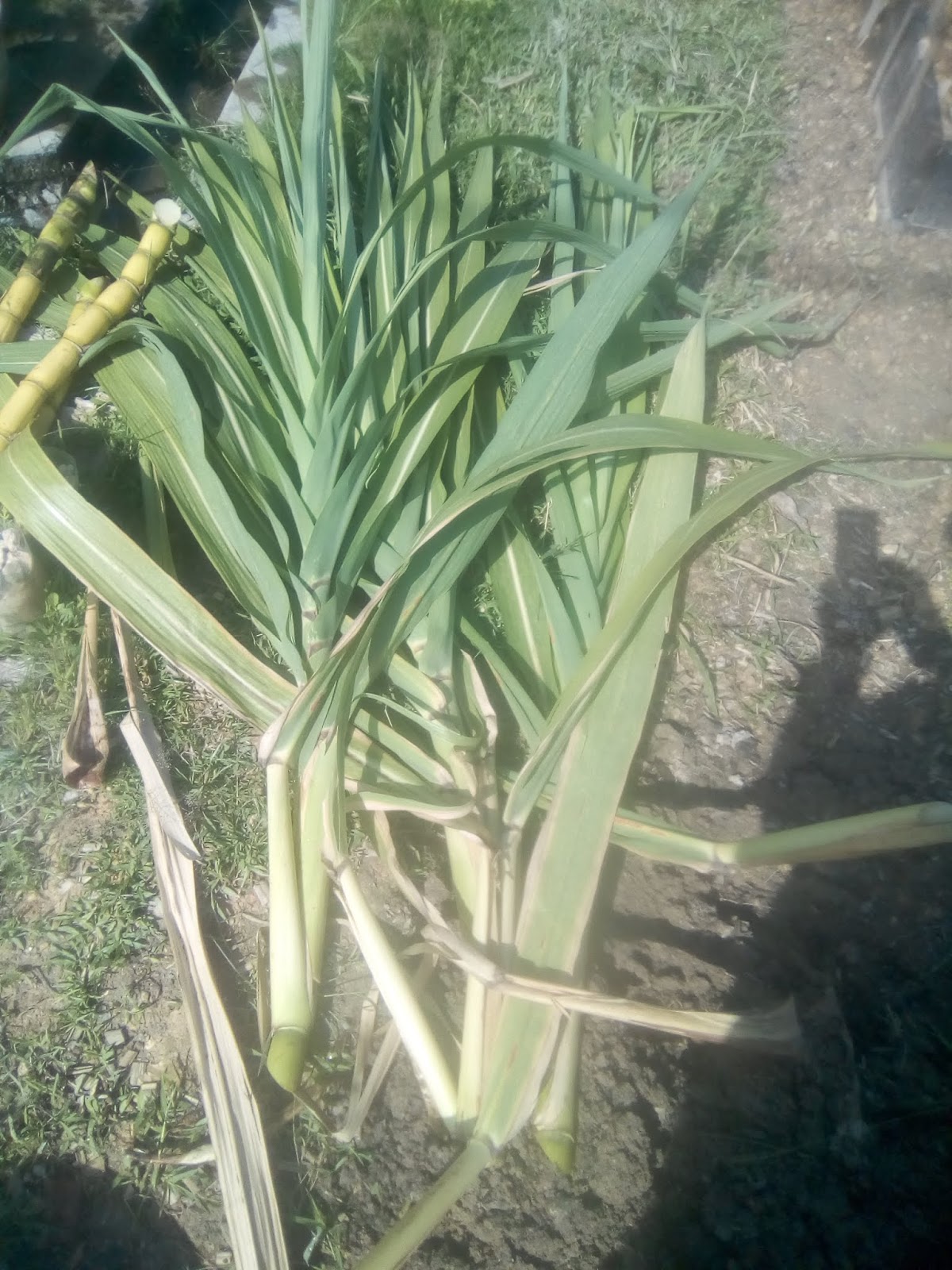 Jom Tanam Sayur ( JTS ) : Daun Tebu Sebagai Sungkupan TerbaikJom Tanam ...