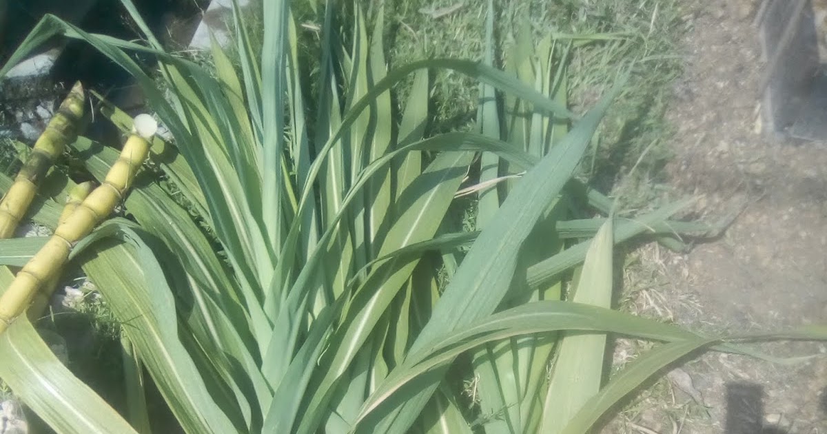 Jom Tanam Sayur ( JTS ) : Daun Tebu Sebagai Sungkupan TerbaikJom Tanam ...