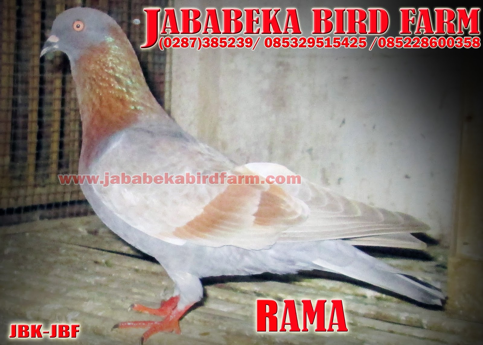 085228600358 / 085329515425 4 Karakter Kunci Merpati Kolong Juara Oleh ...