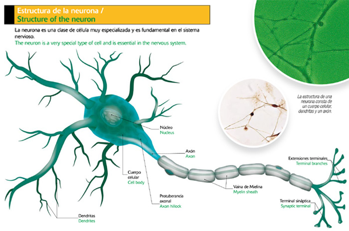CRÓNICAS DE FEDRO: GENERALIDADES