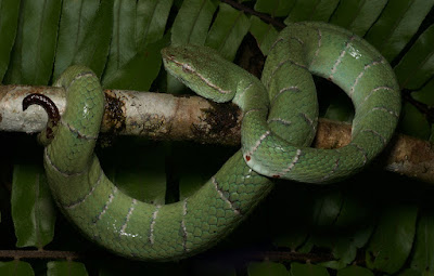 Ular Asli Indonesia: Mengidentifikasi Ular