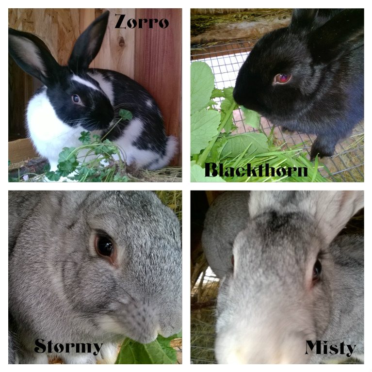 Our Bit of Dirt: Our Rabbitry