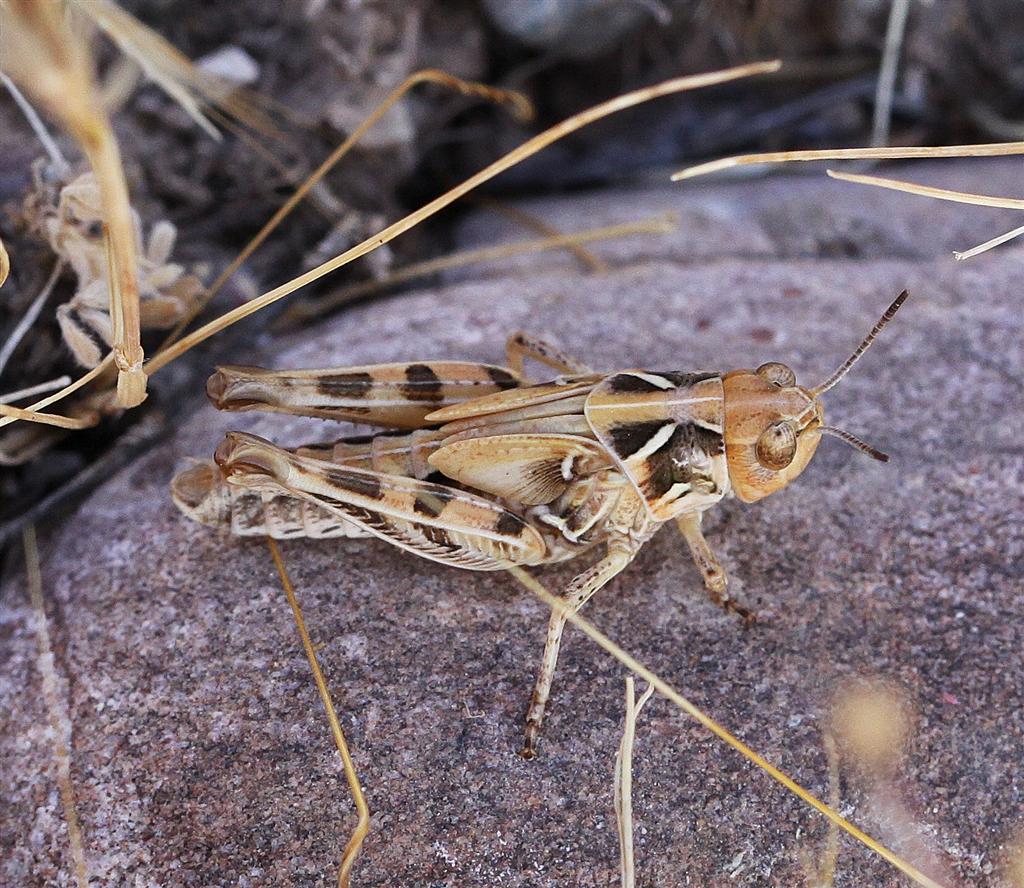 Identfication of Cyprus Orthoptera