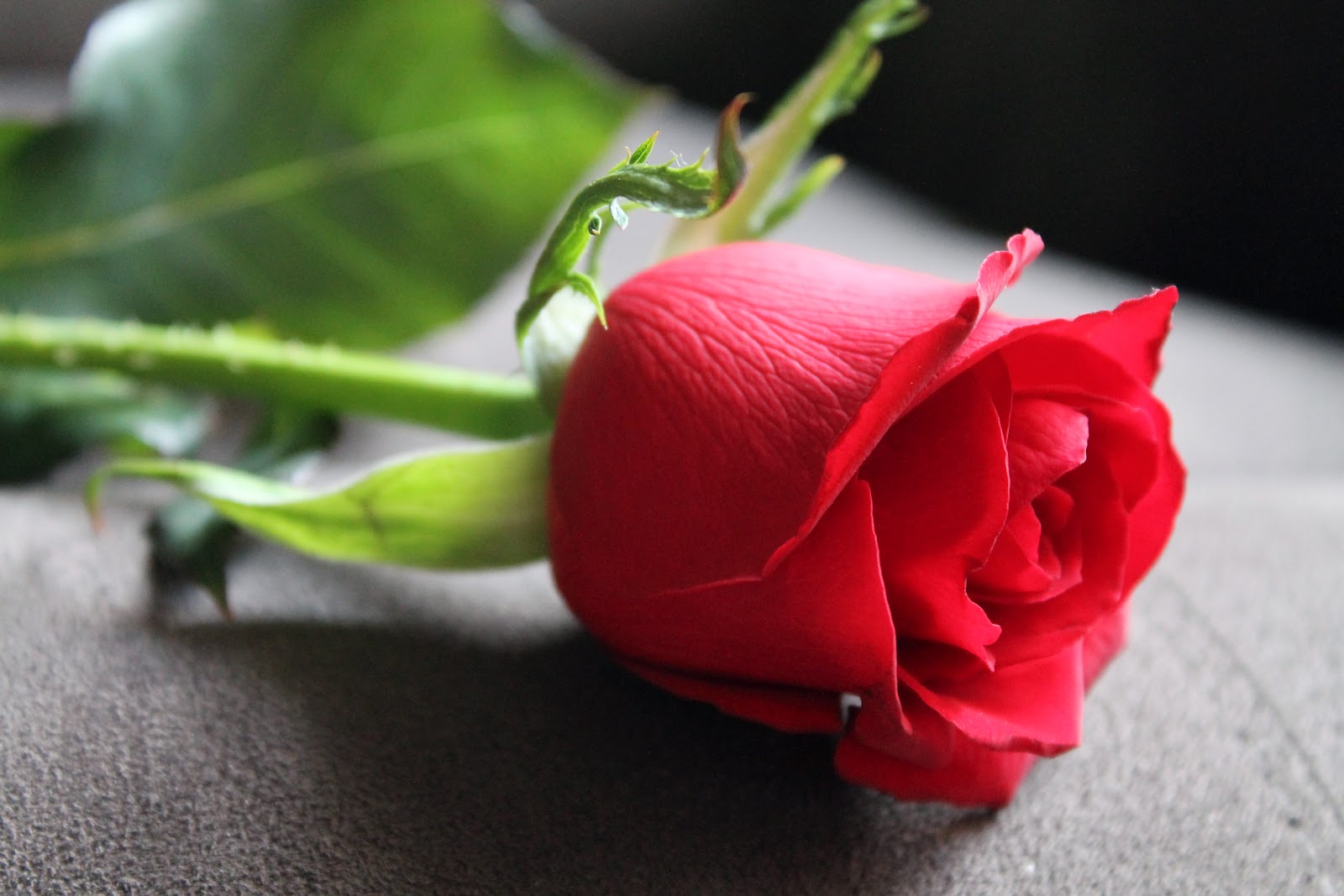 Las Fotos de Isabel Cuerva: Rosa roja