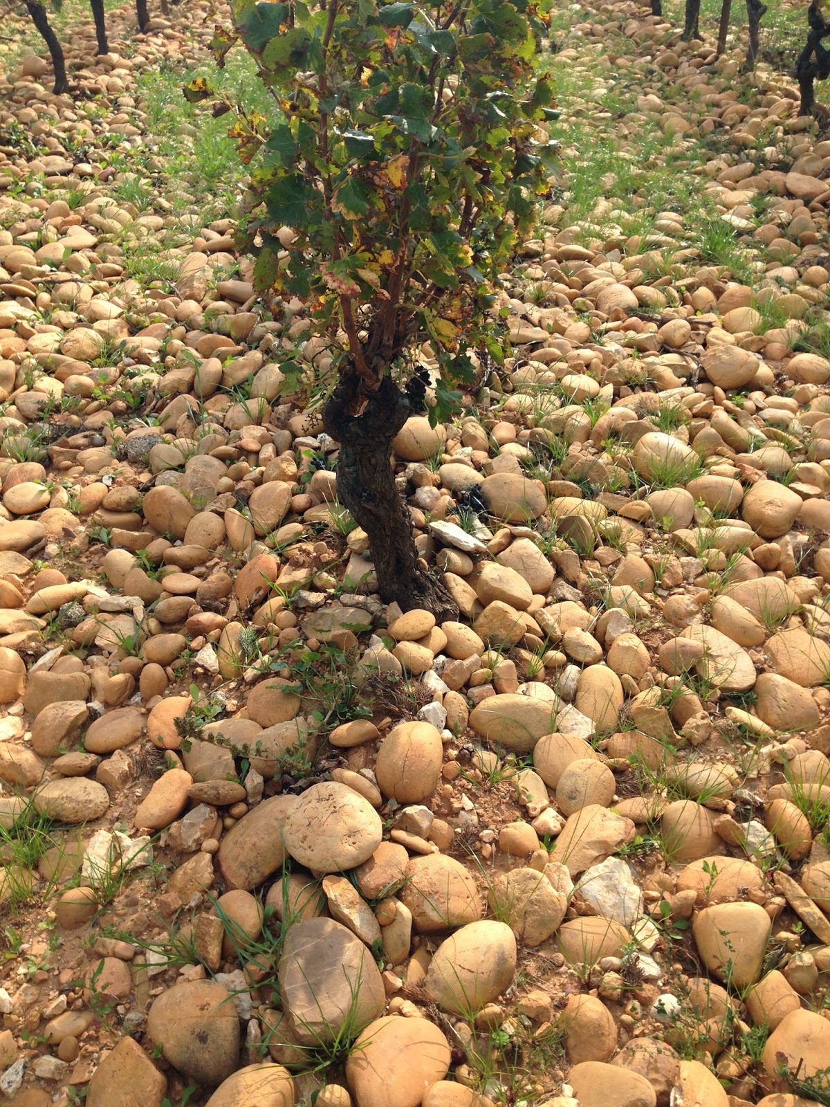 Wine -- Mise en abyme: The soils of Tavel AOC (Southern Rhone), the ...
