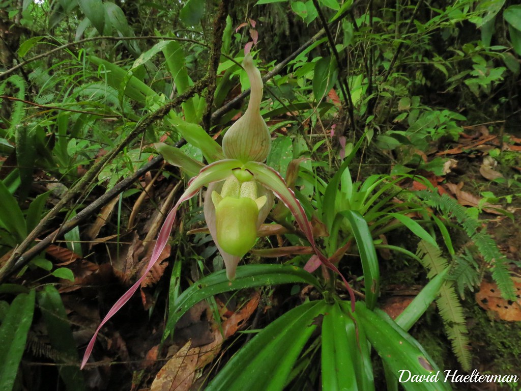 Phragmipedium longifolium care and culture | Travaldo's blog
