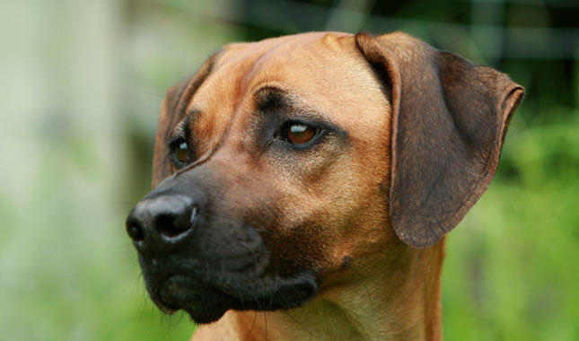 Everything about your Rhodesian Ridgeback - Luv My Dogs