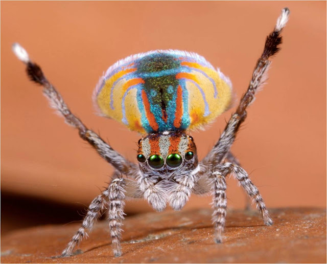 Peacock Spider – Australia’s Show Off Super Hero Spider | The Ark In Space